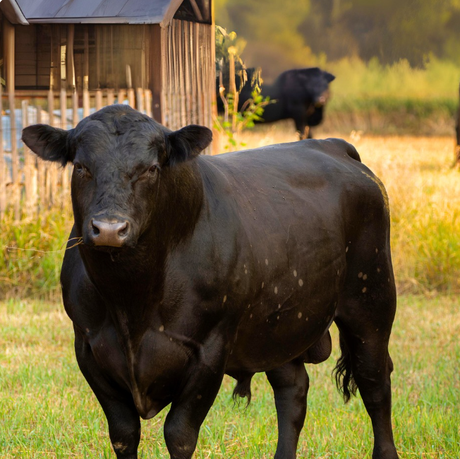 Whole Beef – Pure Natural Halal